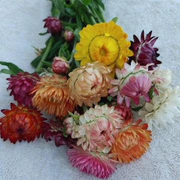 Strawflower Cutting Mix Seeds – Grow It All