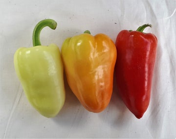 Antonhi Romanian Pepper Seeds – Grow It All