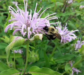 Wild Bergemot Seeds – Grow It All